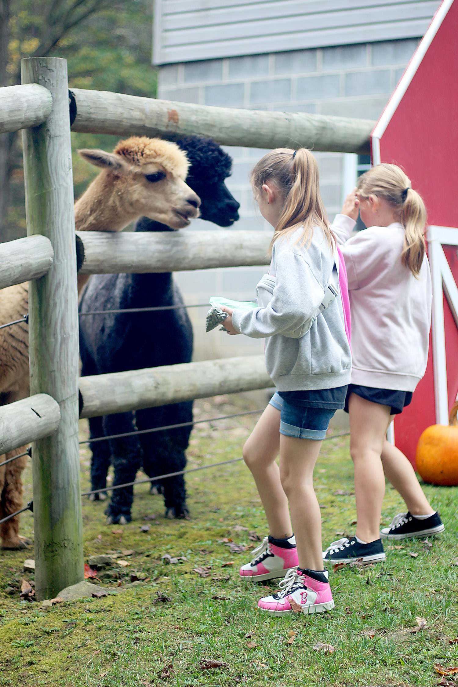 Brooklynn Kadillac, 8, (left) feeds alpacas with her cousin Cali ...